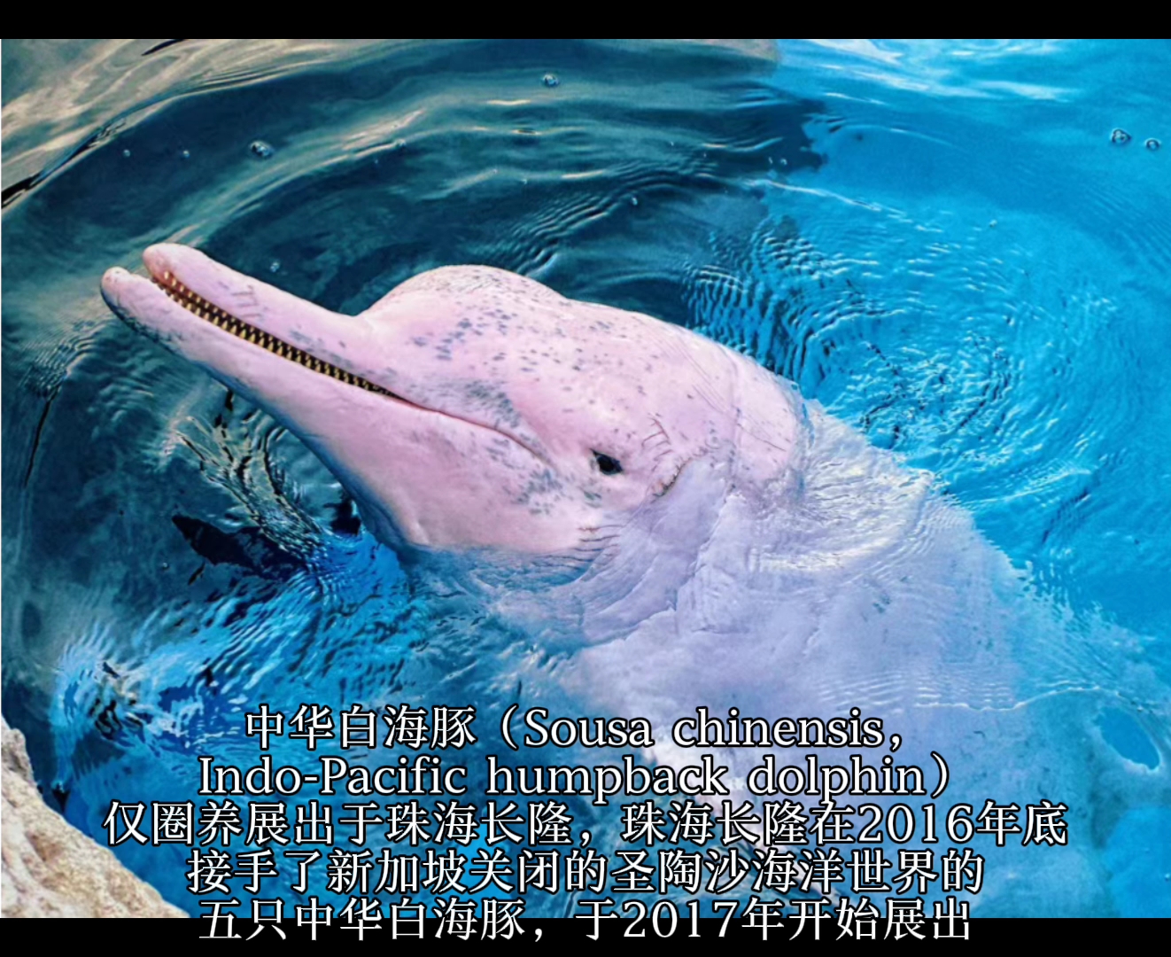 野生动物 盘点那些国内动物园少见的野生动物