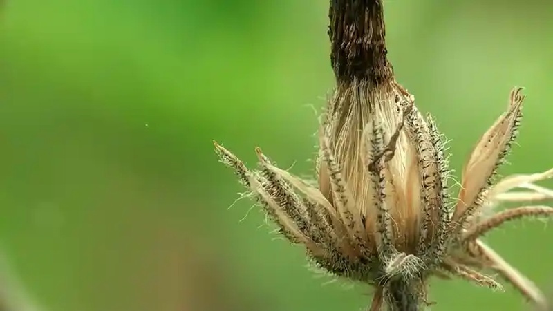 其他植物传播种子的方法