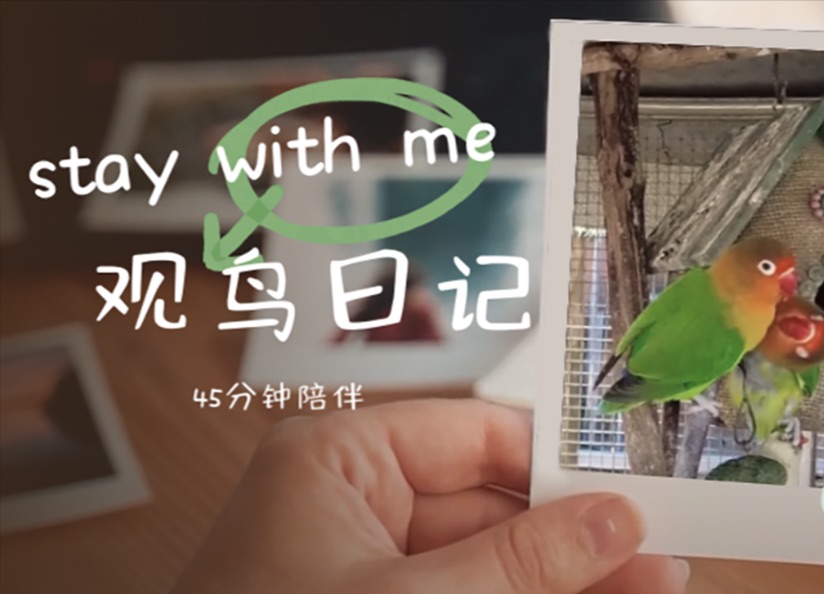 【Stay with Me】沉浸式观鸟|鹦鹉 | 45分钟 | 自然声音 | 倒计时 | study ...