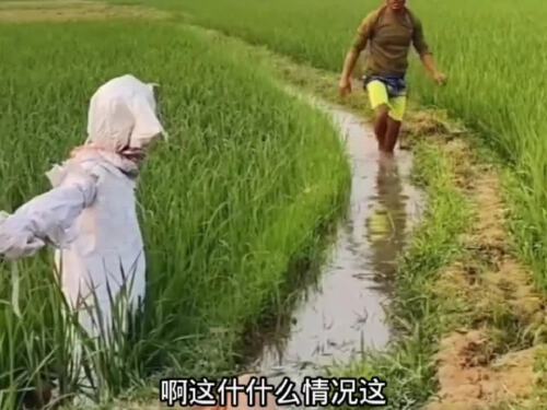 惊!农田里的稻草人竟暗藏玄机,真相让人不寒而栗