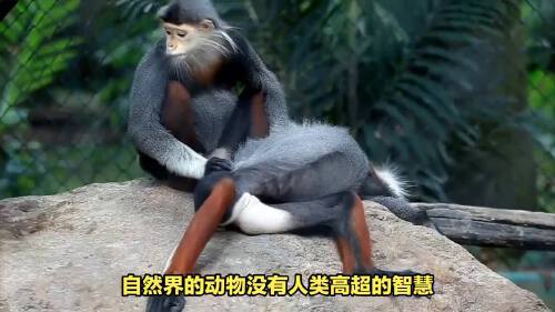 世界十大猛兽凶器排行