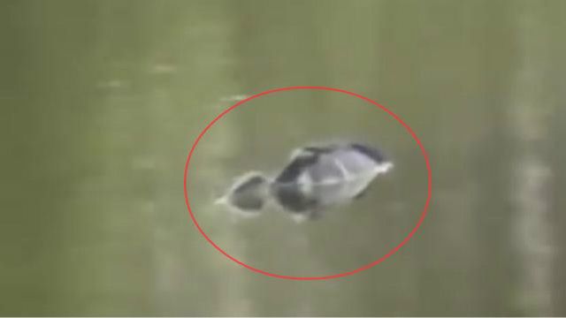实拍白天江里出现巨型不明生物,引发上千人围观