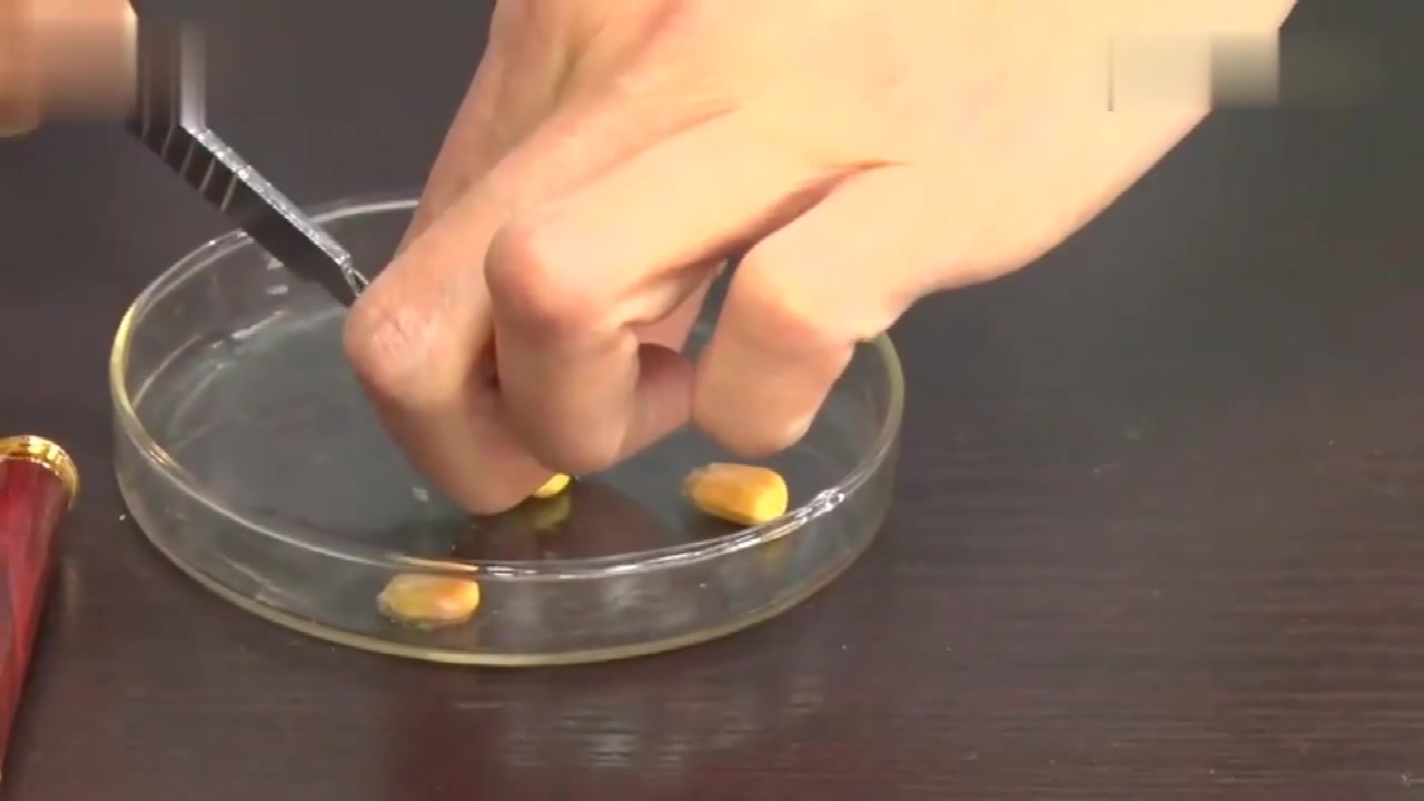 观察玉米种子的结构