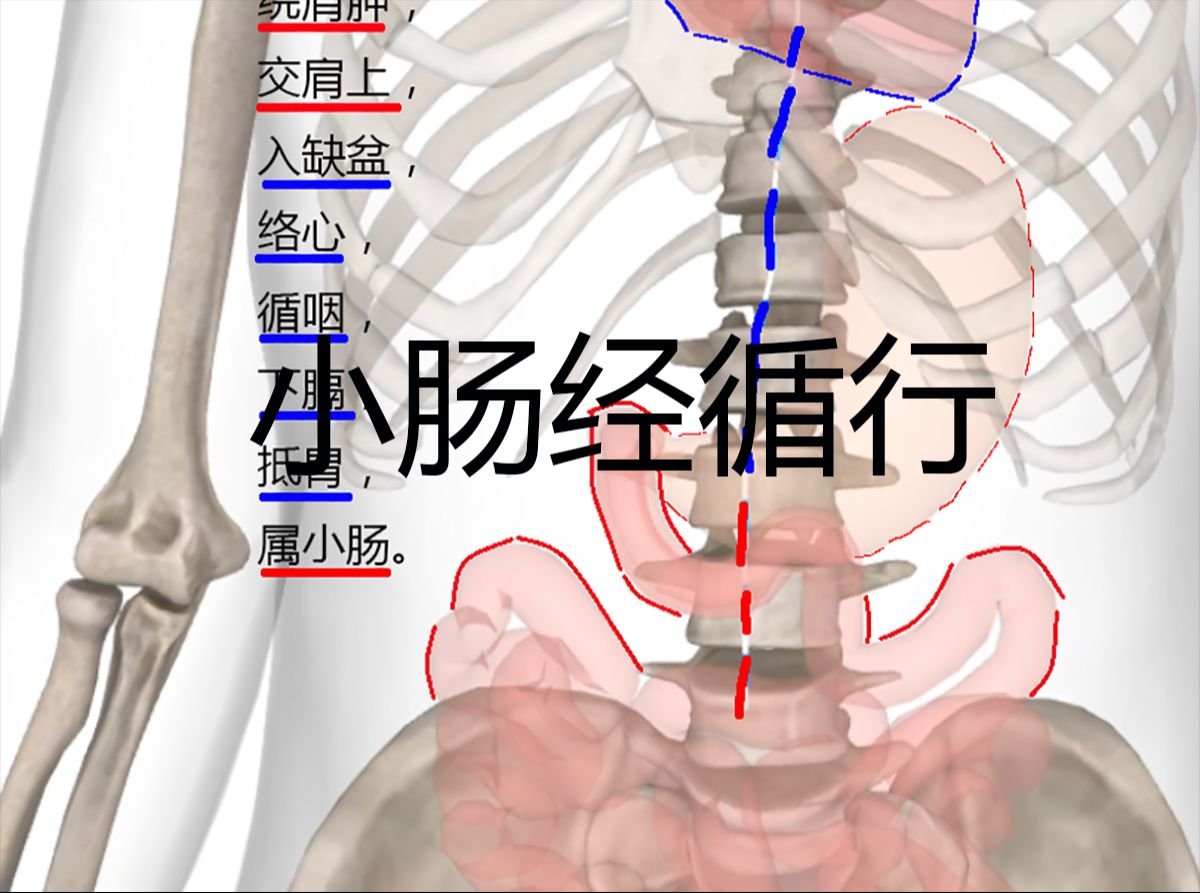 手太阳小肠经循行 四分钟内经图文笔记