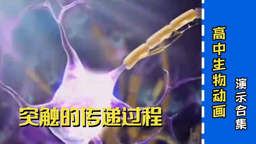 高中生物动画演示合集——突触的传递过程