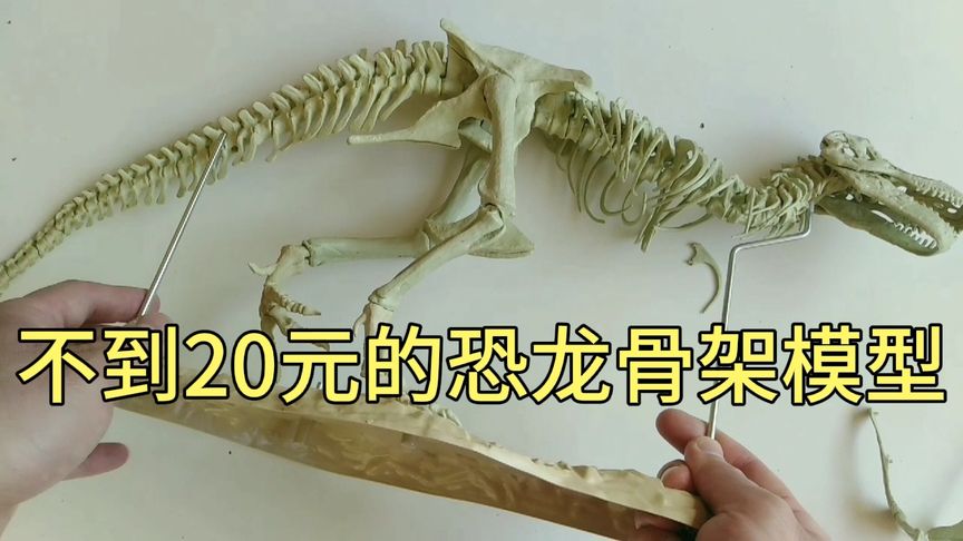 不到20元的恐龙霸王龙骨架模型 DIY模型 北京自然博物馆恐龙公园