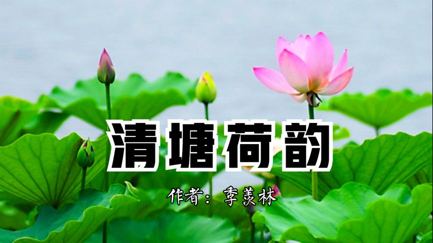 季羡林《清塘荷韵》脱尽浮华充满哲理,可与朱自清荷塘月色相媲美