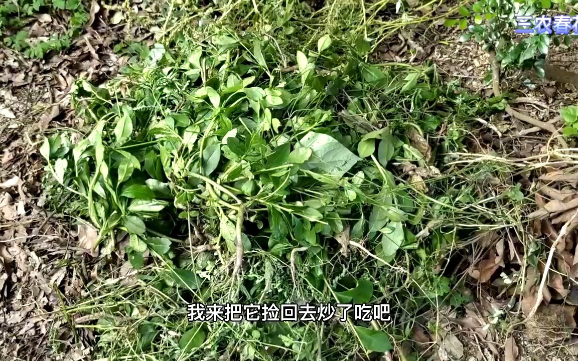 土人参扔了好可惜,捡回家炒了吃,土人参功效很多,可以健脾润肺