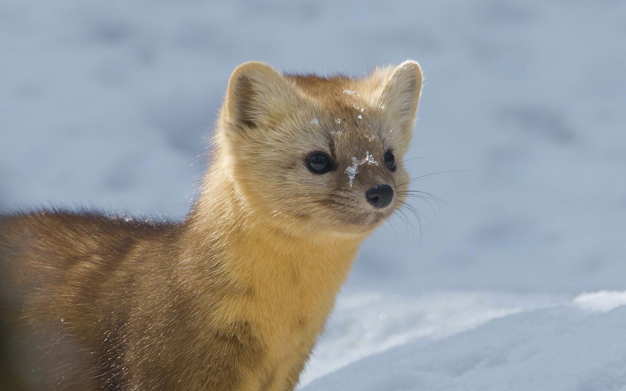 拍摄国家一级保护动物野生紫貂,濒危物种,全球没多少只了!