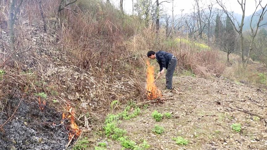 农村传统的种植方式,刀耕火种,这场景你还记得吗?