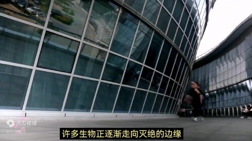 珍稀动物保卫战:非洲十大濒危物种守护记