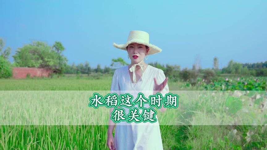 水稻在这个生长时期很关键。#三农 #我的乡村生活 #知识分享