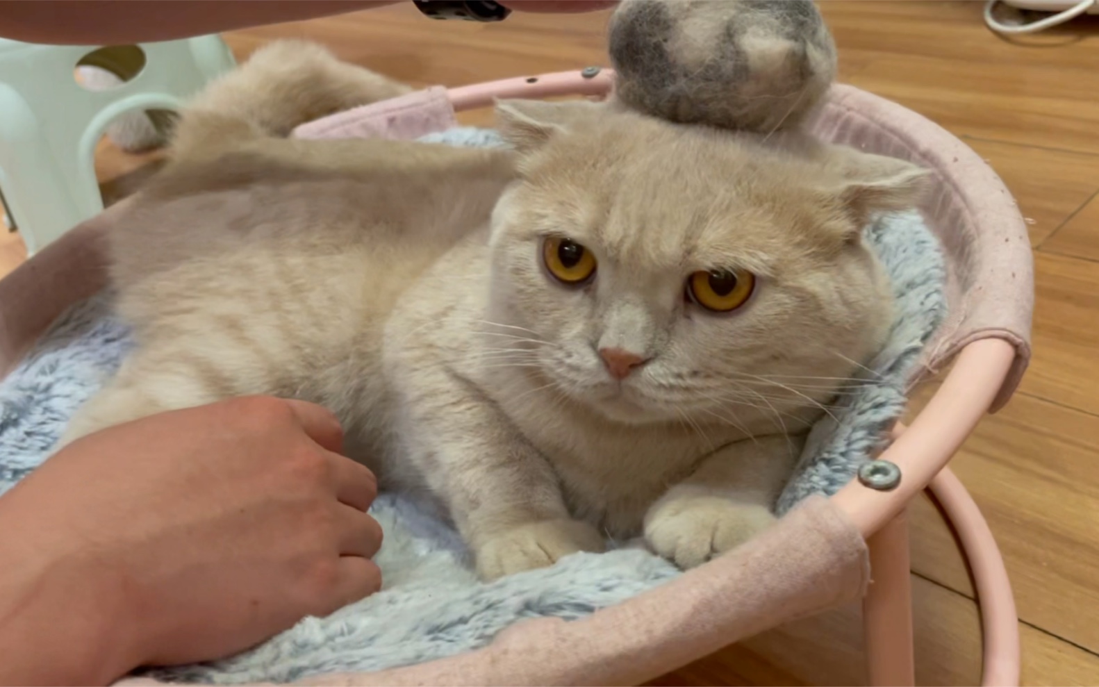 用猫毛做了一个毛球玩具,猫:我玩我自己?!