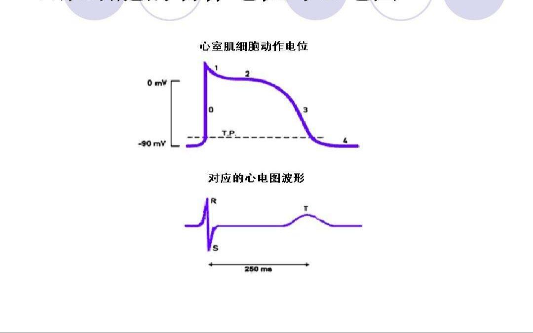心肌电之我见第一部分-心脏组织学构成-心室肌的静息和动作电位