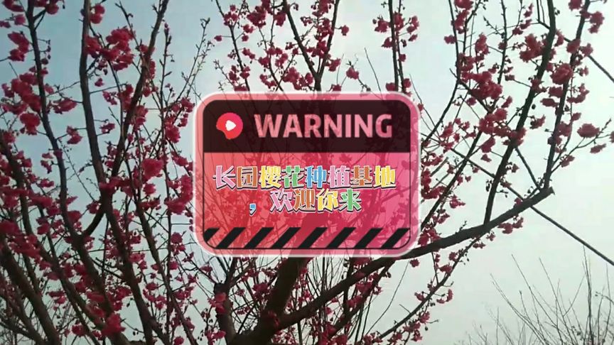 又是一年樱花季 ,欢迎你来赏樱花 ,长垣樱花种植基地樱花园