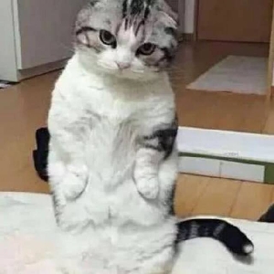 一只孤独的喵- 