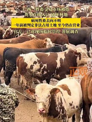 ...病死牲畜去向不明,一年前被判定非法占用土地,至今仍在营业,官方:已...