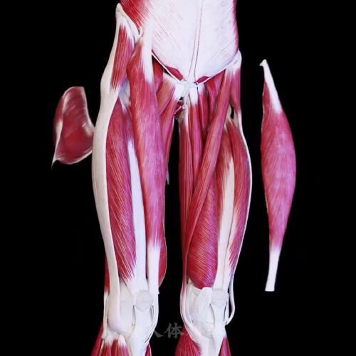 因为他说有,就有,命立,就立。 人体结构 人体 体态调整 运动解剖 纠正腿型