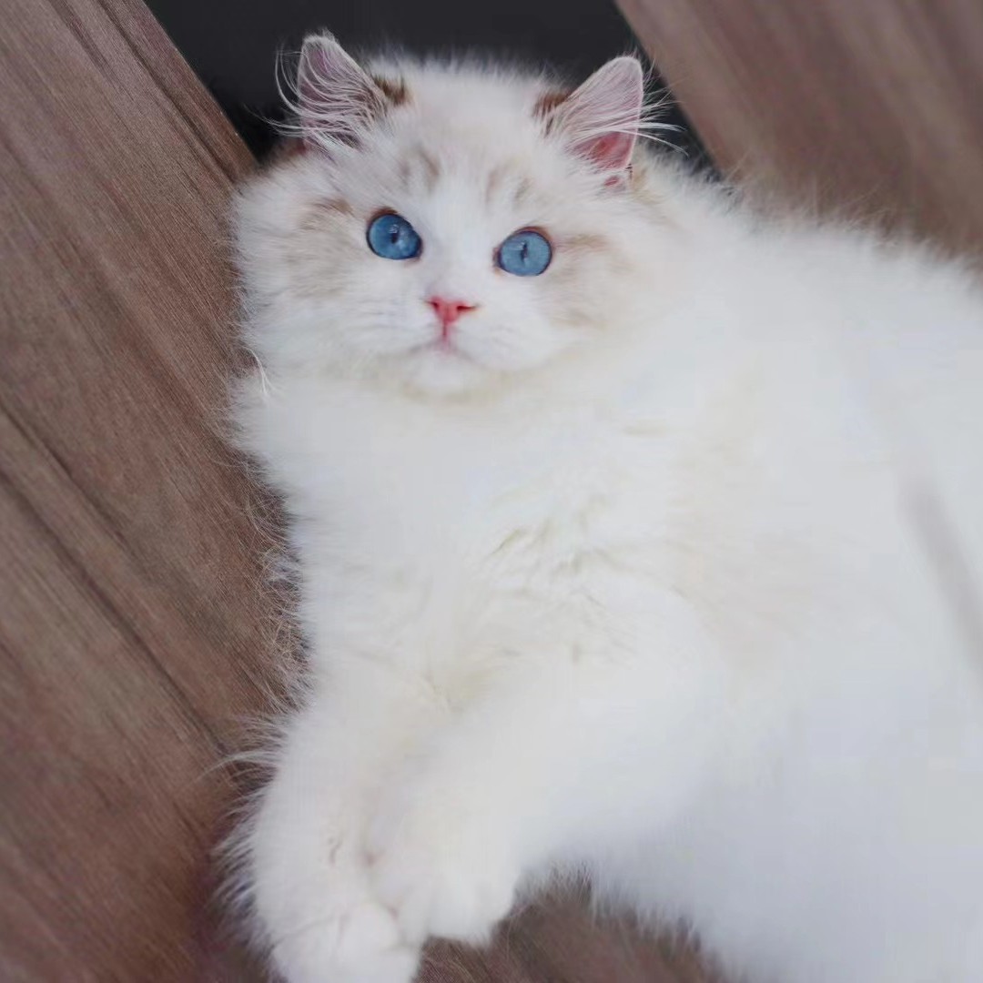 猫泡泡Mopaopao布偶 