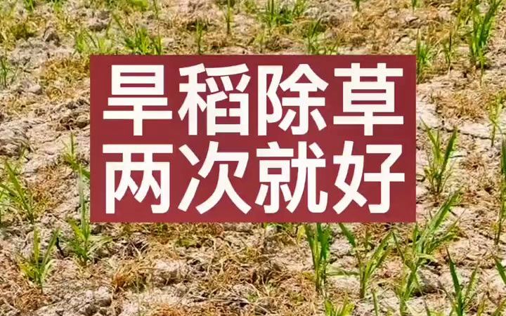 【三农】水稻种植旱稻除草技术