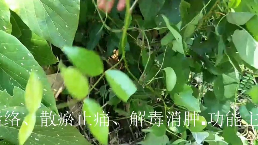 单面针有哪些功效