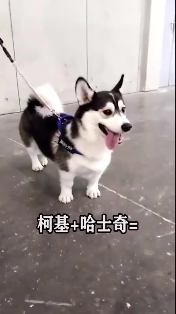 最新的宠物狗品种,你认识几种?