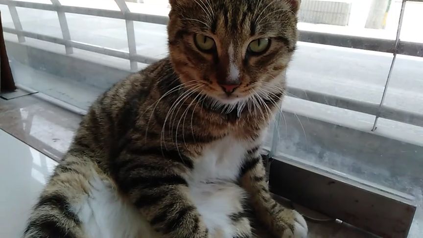 猫咪脖子被咬伤了,搽的碘伏都让它舔掉了,怎么办呢?