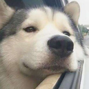 子书狗蛋 