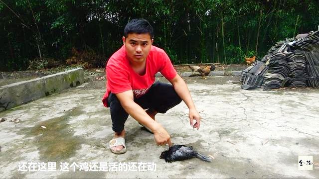 放养在院子的鸡,被邻居狗狗咬了,鸡没死该怎么处理?