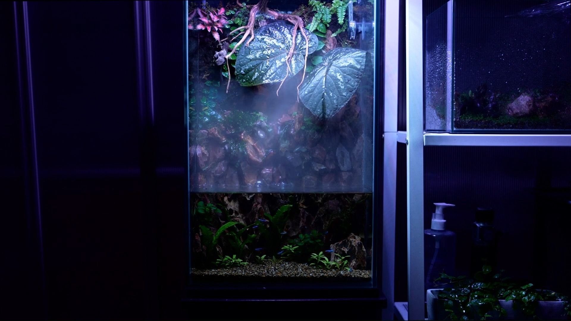 水陆缸开缸造景,雪弗板+松皮石