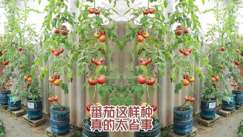 番茄这样种,真的太省事