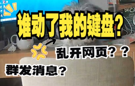 谁动了我的键盘?今日科学,走近淘气小狗的日常