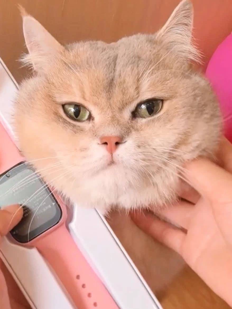 我的电话手表怎么不见了?!~~