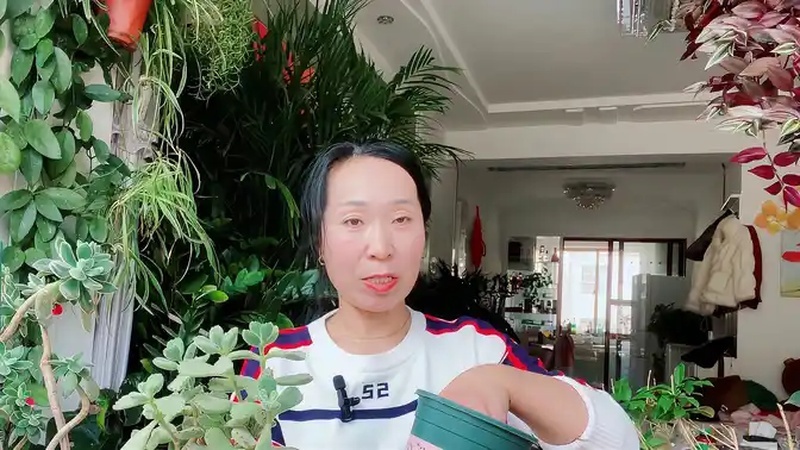 怎么种植多肉植物