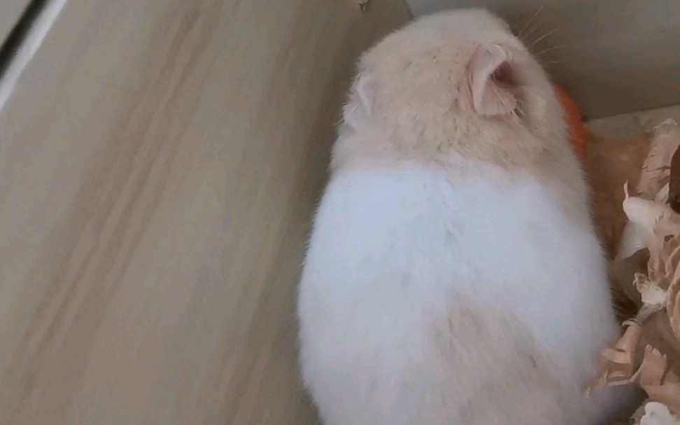 【仓鼠/金丝熊】胡萝卜的观察日记