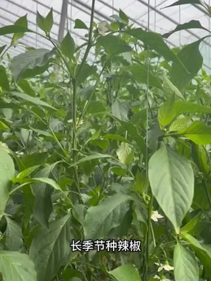 农业种植 助农 三农 蔬菜大棚 辣椒种植