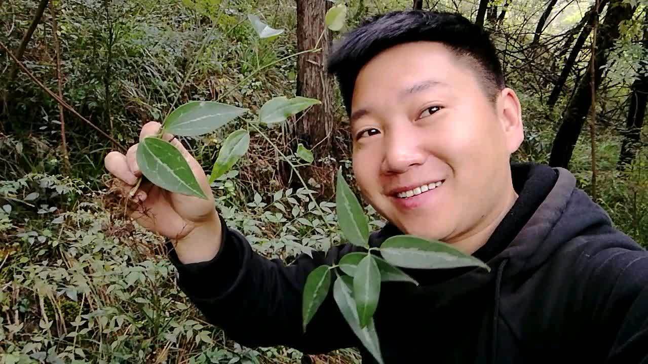 这就是铁脚威灵仙,是一种非常好的中药材,来认识一下吧