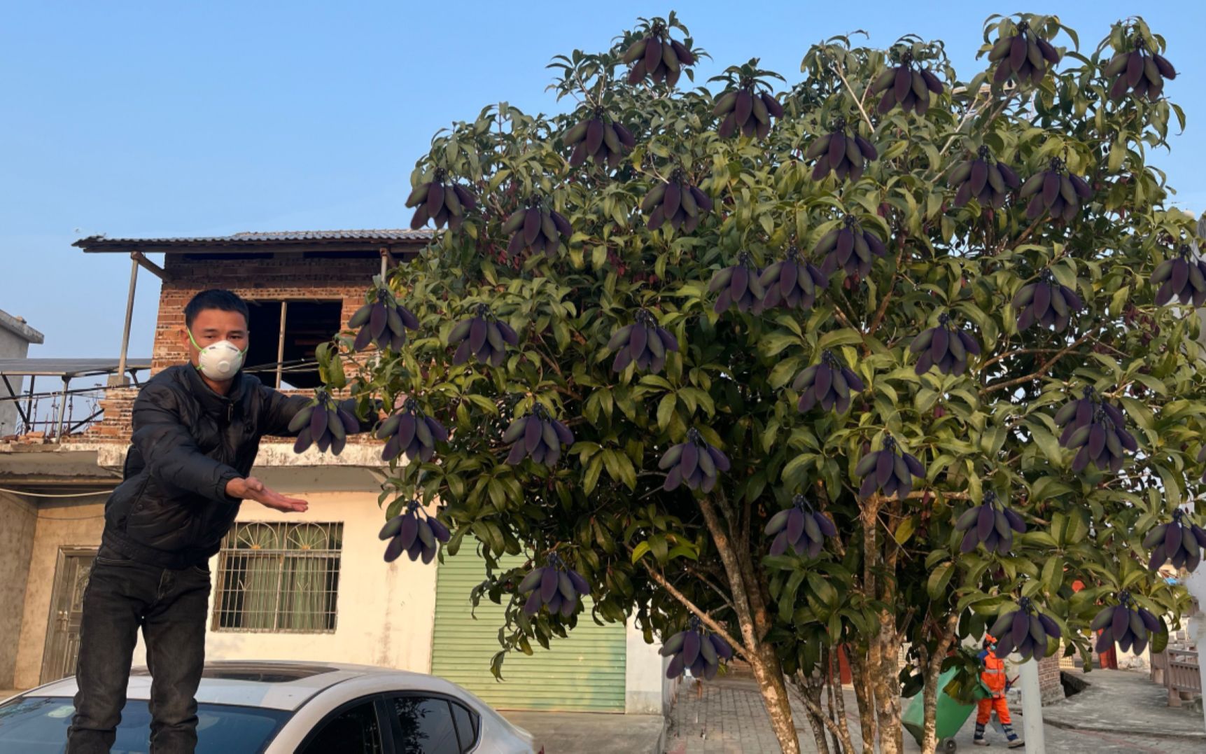 ”天降灵实“桂花果你见过吗?原来它用途这么多,很多人还不知道