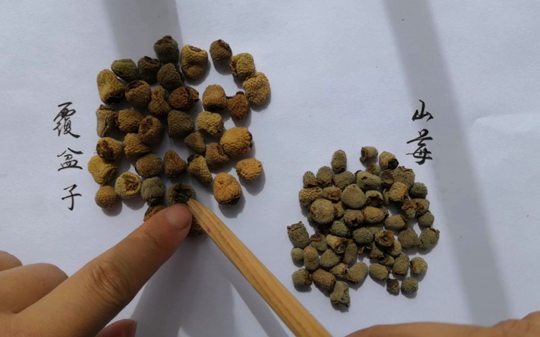 覆盆子与山莓不一样,体视镜下区别更加明显,咱们一起来鉴别吧