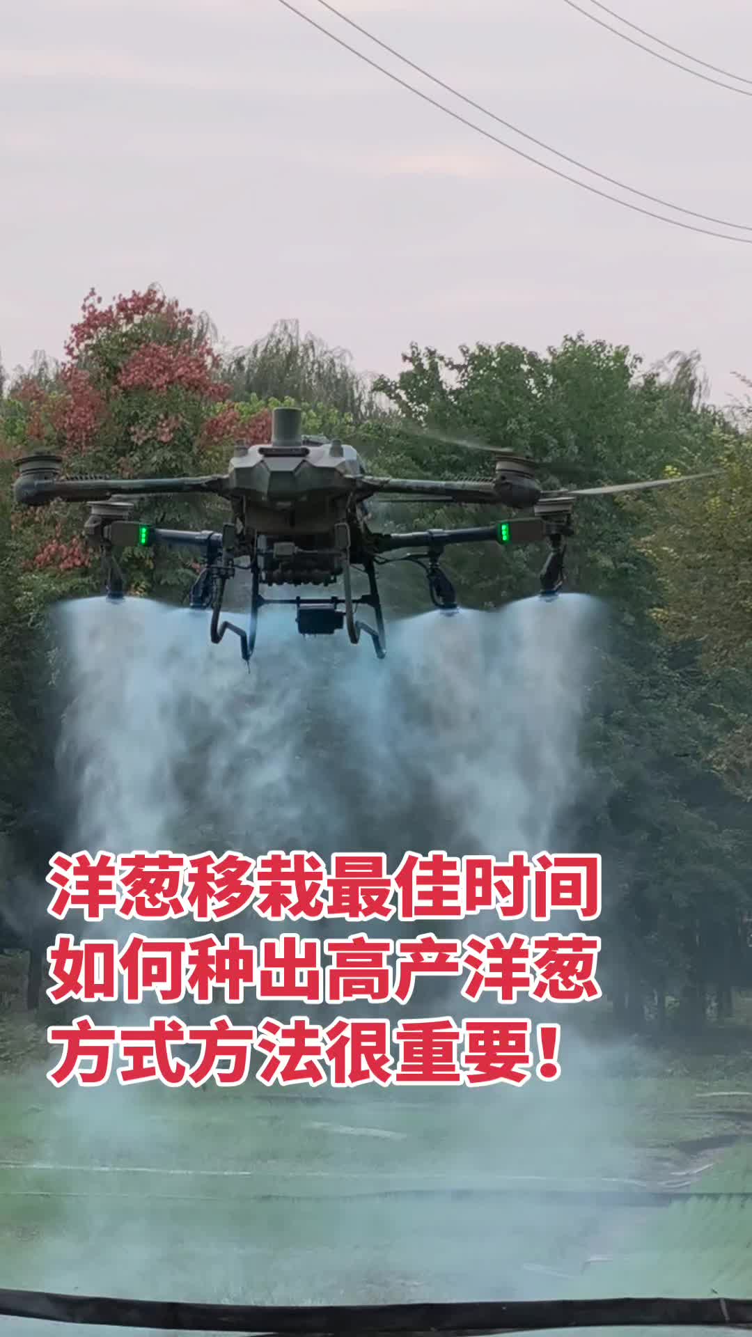 ...减产,为了洋葱苗安全过冬,建议必须用二膜无纺布保暖透气增产增收。