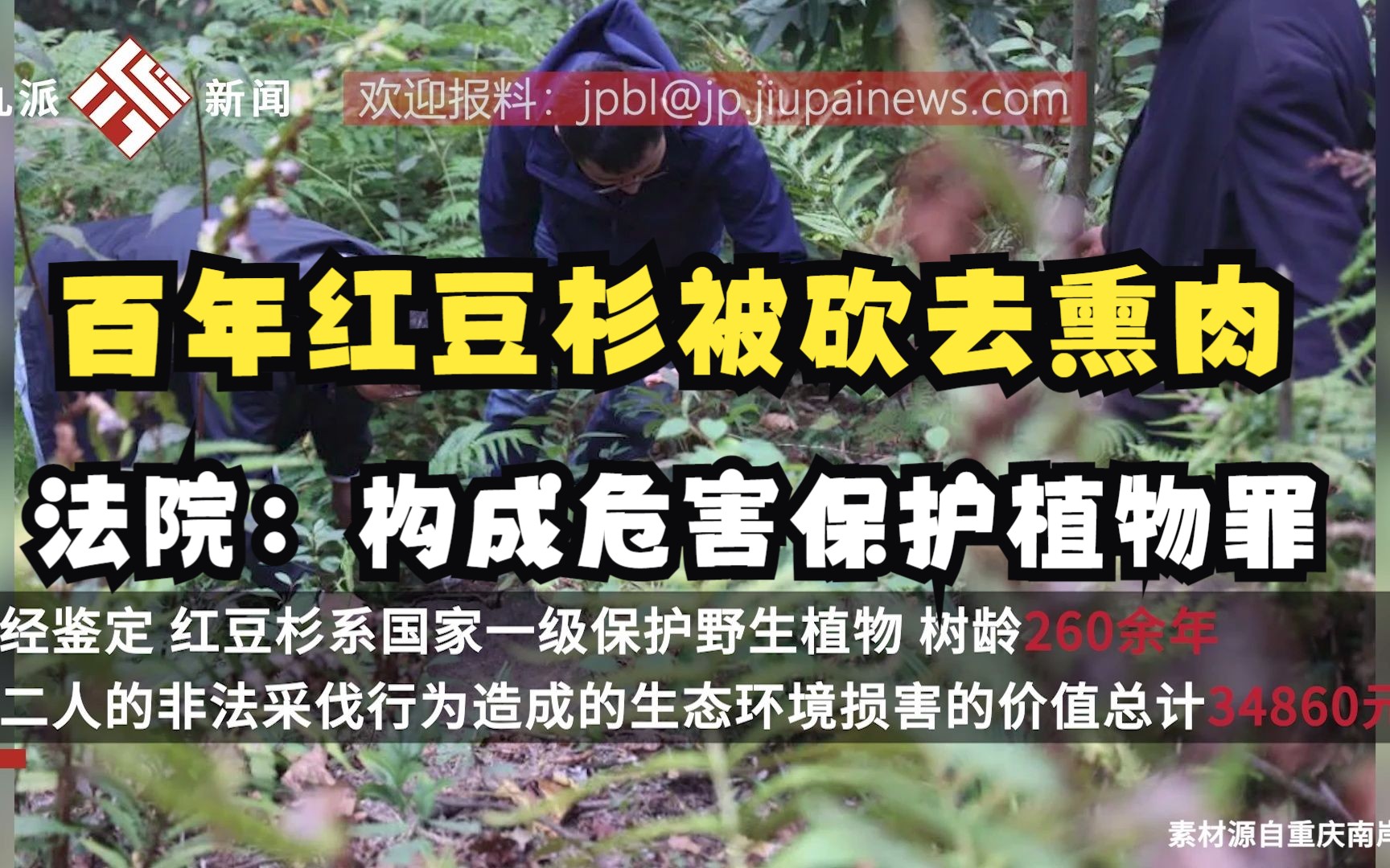 村民砍树龄260年红豆杉熏腊肉获刑,法院:已构成危害国家重点保护植物...
