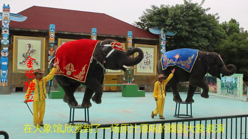 #常州淹城野生动物园在淹城野生动物世界,原汁原味的泰国大象表演