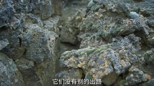 影视巨星计划史前星球二季,胜王龙狩猎伊希斯龙幼崽一口一个食草...