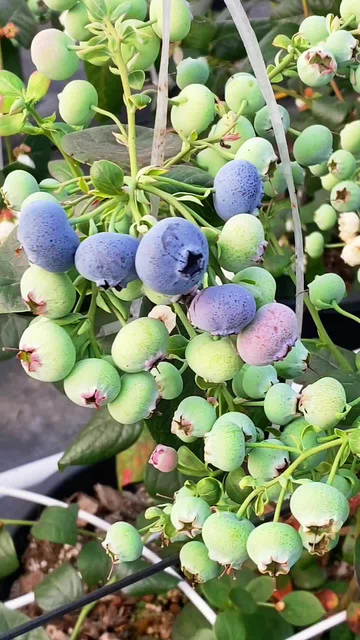 超大果,等你等到心儿累,终于看见你黑了#蓝莓熟了#蓝莓釆摘#