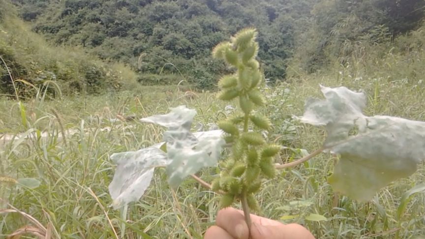 这就是苍耳子,整个果实全是刺,殊不知它的作用非常大
