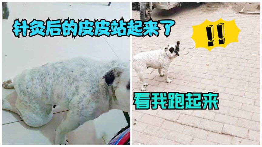 皮皮针灸恢复的如何?看起来很是兴奋…