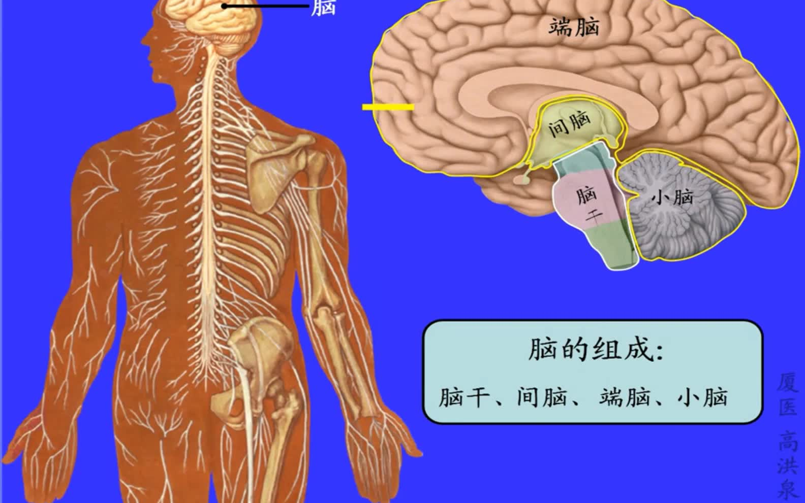 厦医高洪泉老师:系统解剖学(神经系统)——1神经系统总论