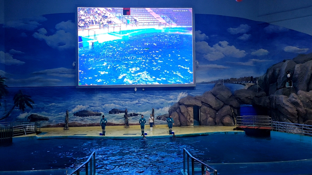 罗源湾海洋世界海豚表演