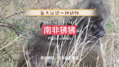 南非狒狒,聪明的猴科动物,捕捉家畜、家禽,还护食