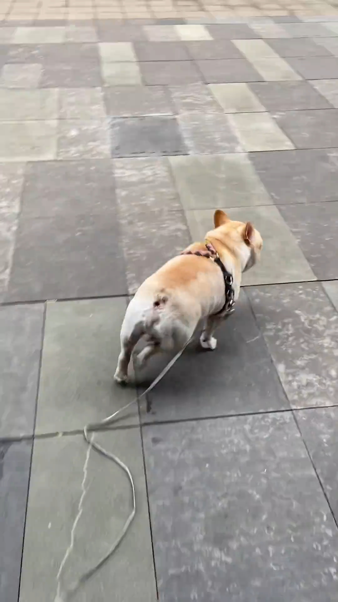 春节上门喂猫遛狗升温,有人10多天能赚近万元:还推出宠物年夜饭